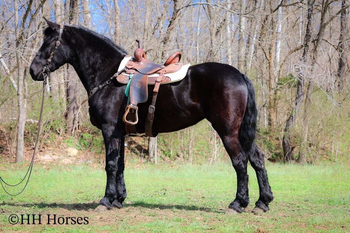 Attractive, Strong, Sure Footed Black Friesian Percheron Cross Mare