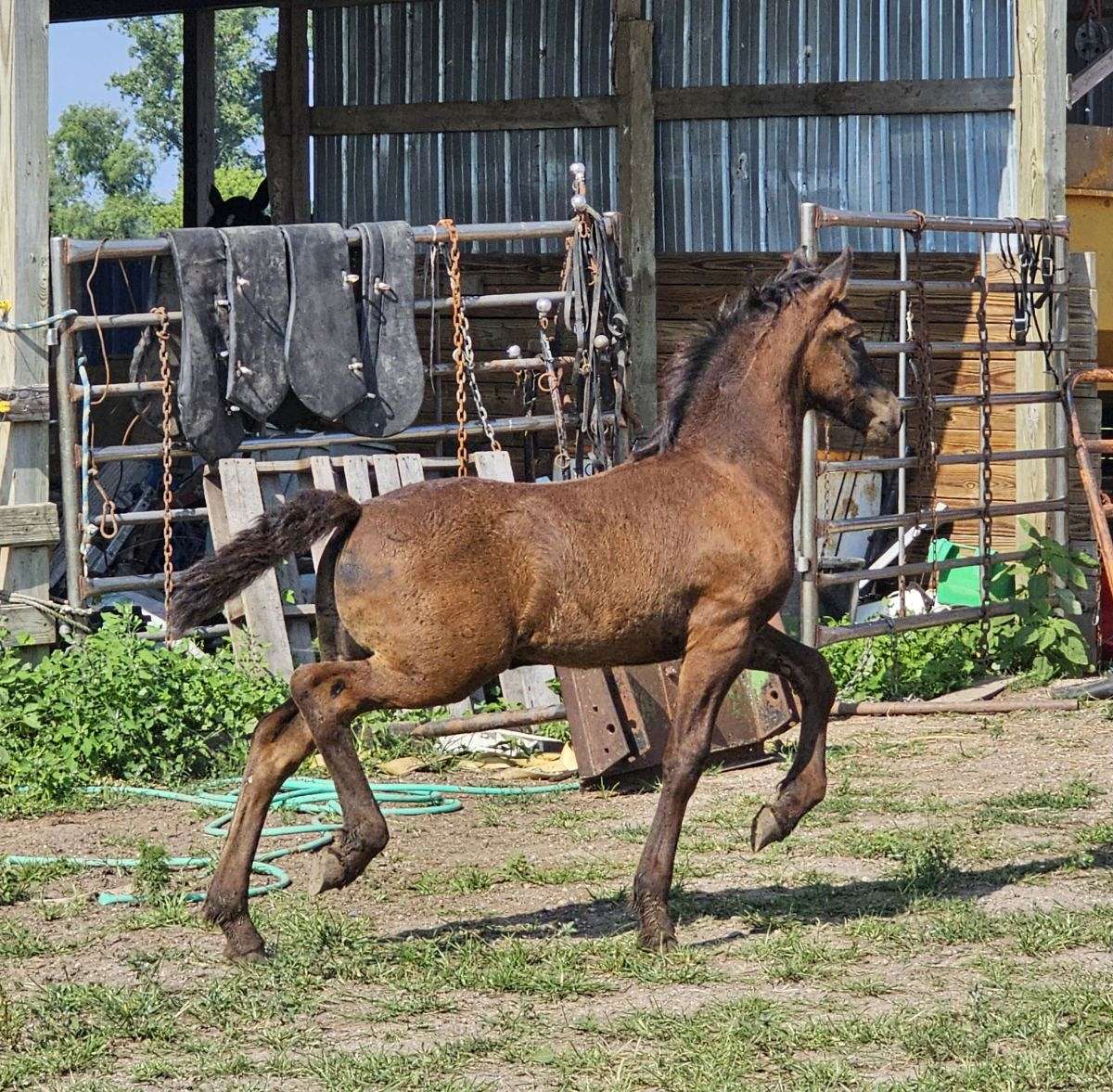 Onyx Yearling 3/4 Friesian Colt