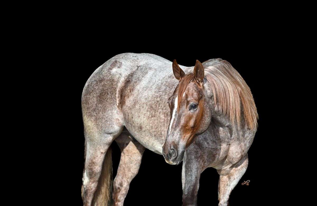 Pepsi - Exceptional Ranch & Cowhorse Deluxe 5 yo Red Roan AQHA Gelding!