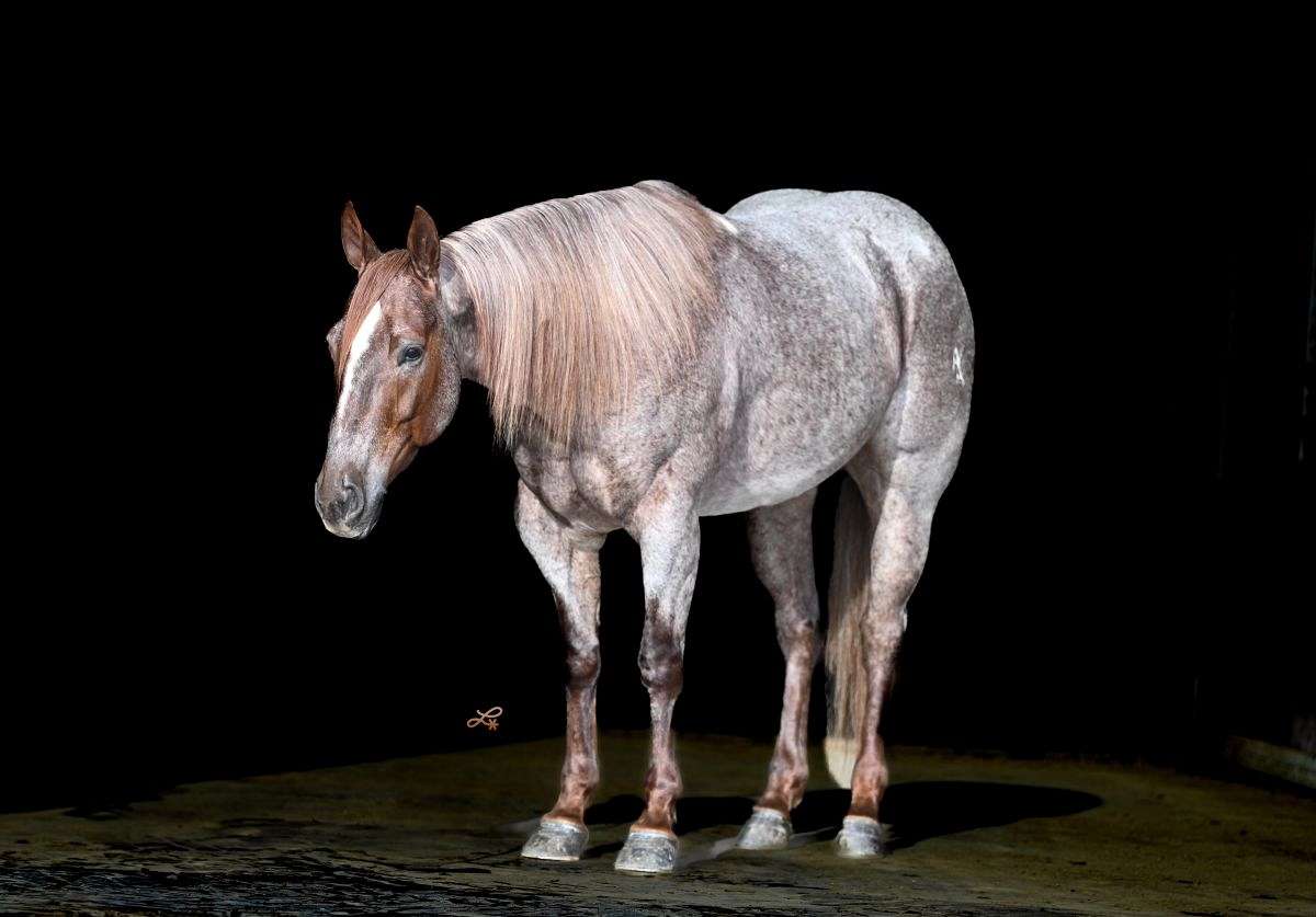 Pepsi - Exceptional Ranch & Cowhorse Deluxe 5 yo Red Roan AQHA Gelding!
