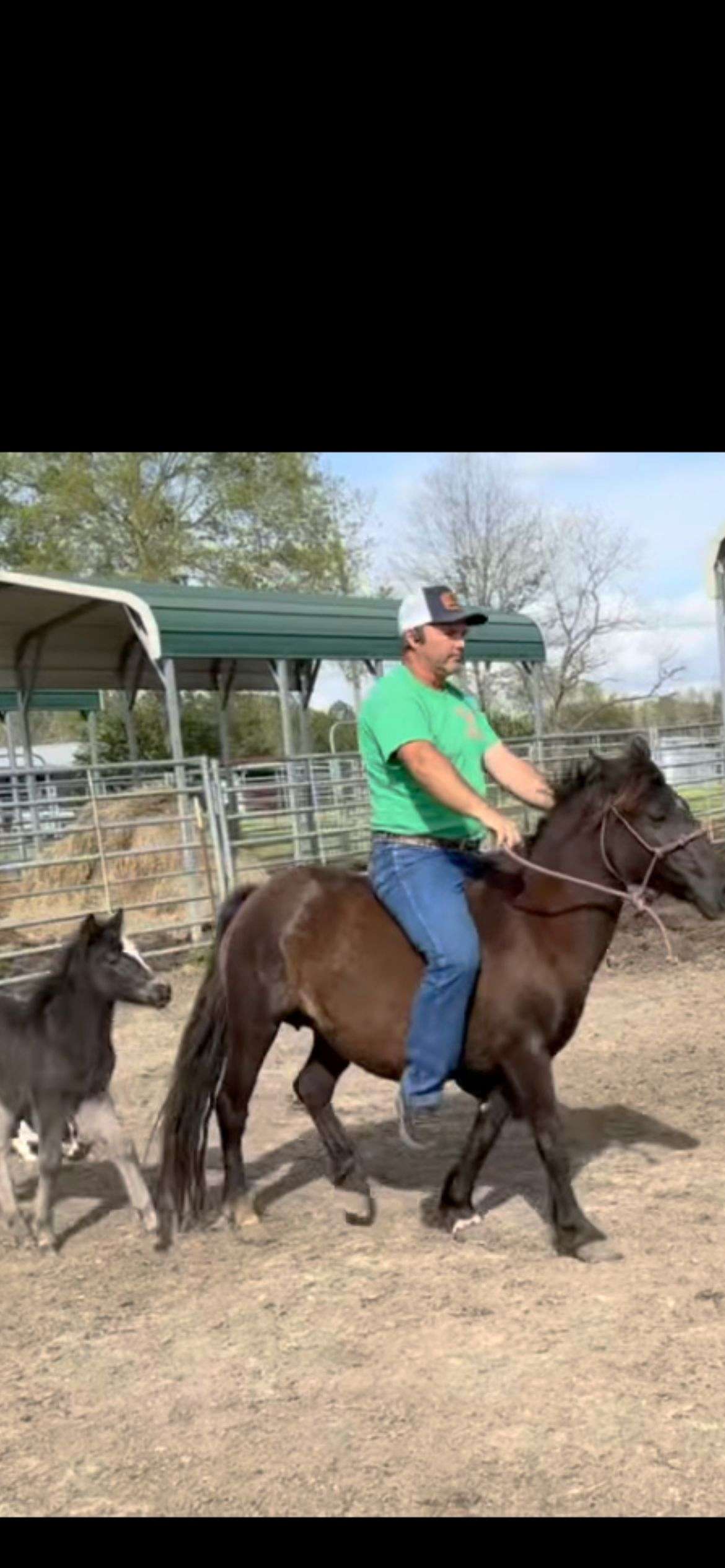 Beautiful Welsh Mare and Gypsy Cross Filly in Louisiana