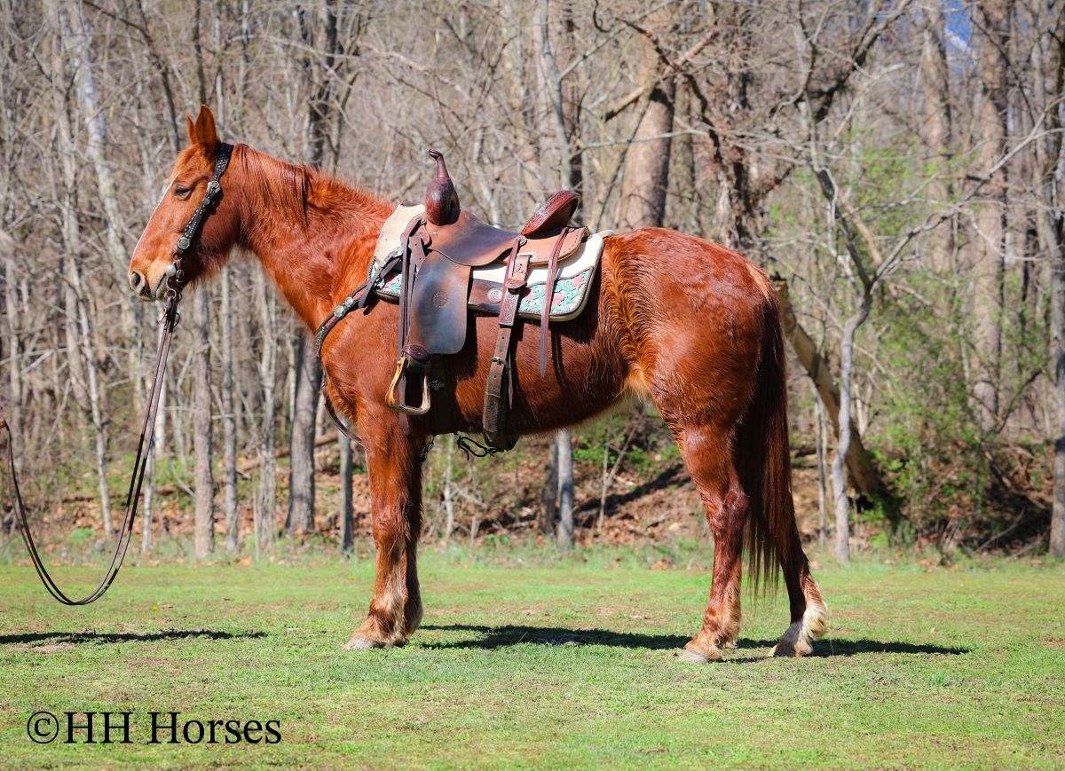 Real Smooth Sorrel Kentucky Mountain Mare, Naturally Gaited