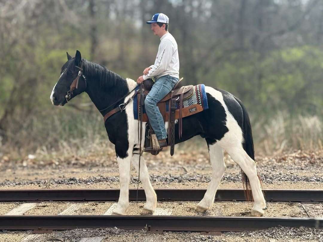 Tux- Gentle and Safe Draft Cross Trail Gelding for the Whole Family