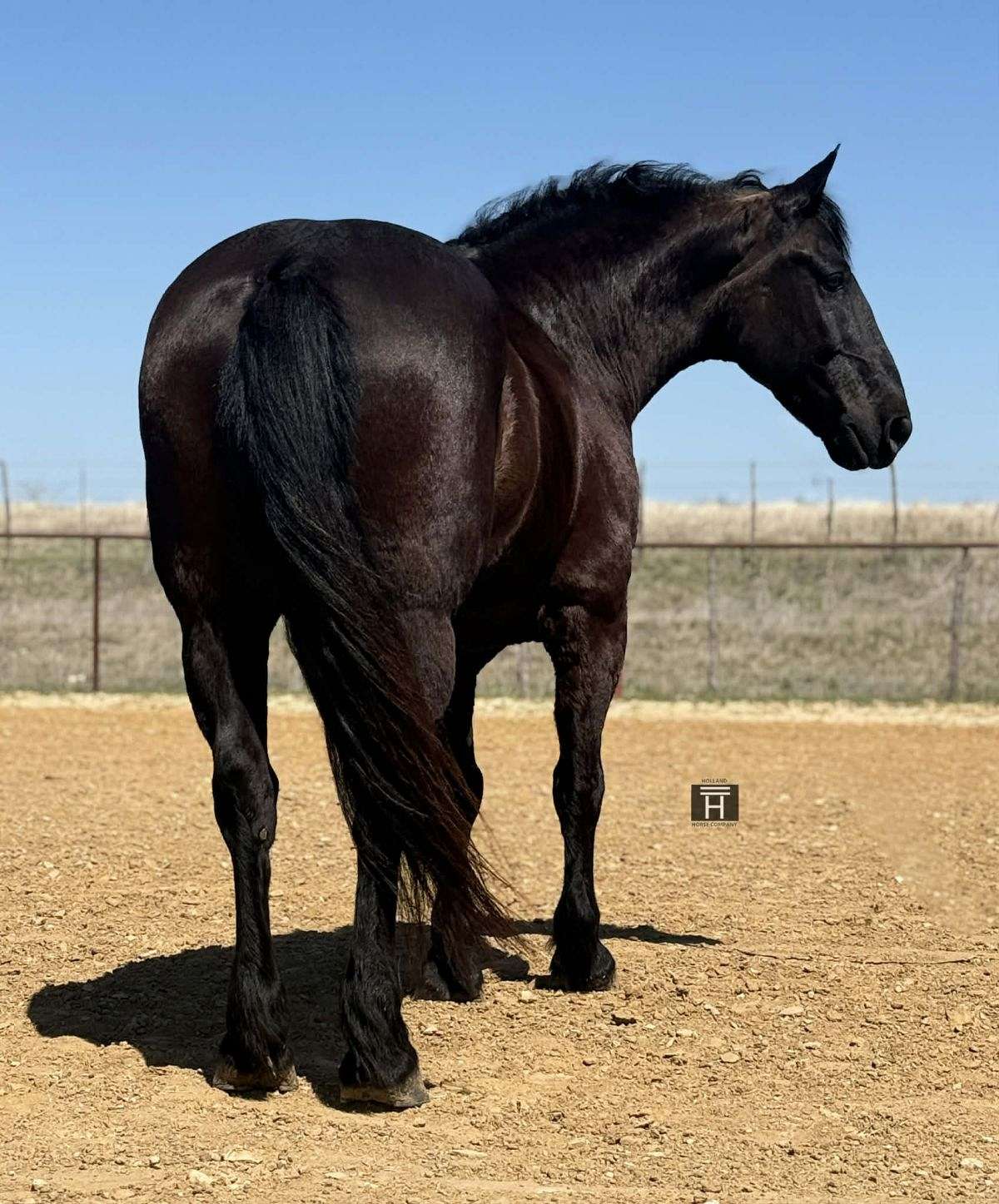 Handsome, Handy and Truly Versatile Partner 9 Yr Old Black Draft X Gelding