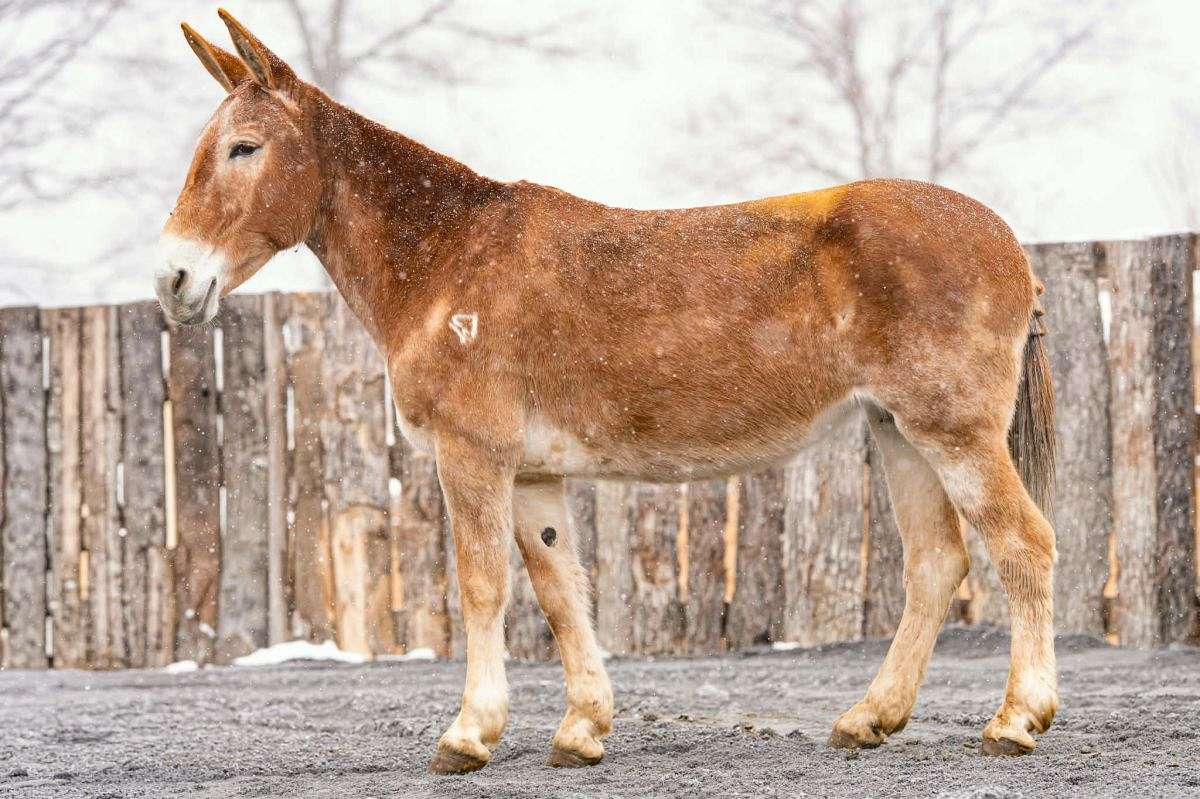 Extremely Kind and the Ideal Family Mount 13 Yr Old Sorrel Molly Mule!