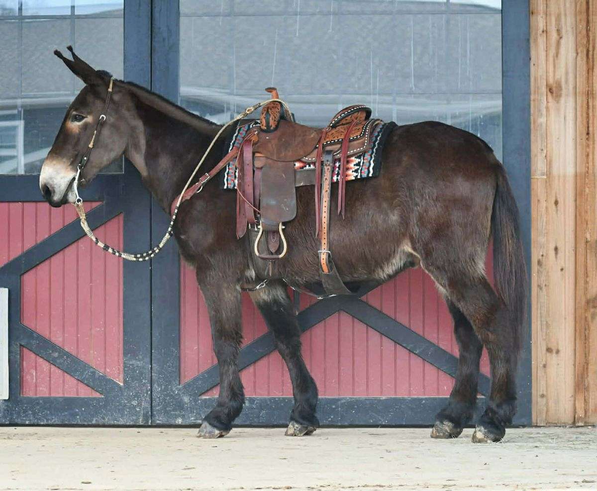 Dependable and Hardy Broke to Ride and Drive 13 Yr Old Black John Mule!
