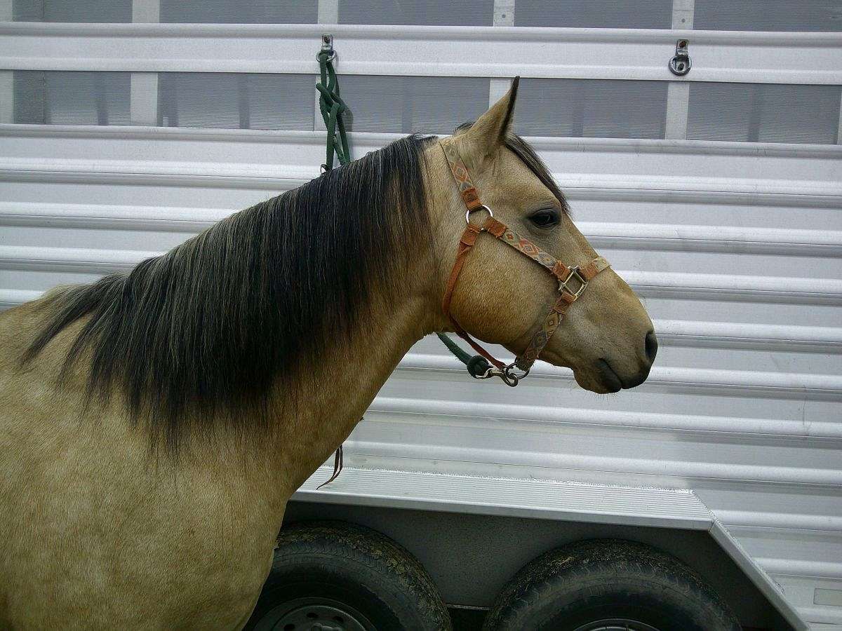 AQHA Yearling, Hancock, Two Eyed Red Buck Bred Filly