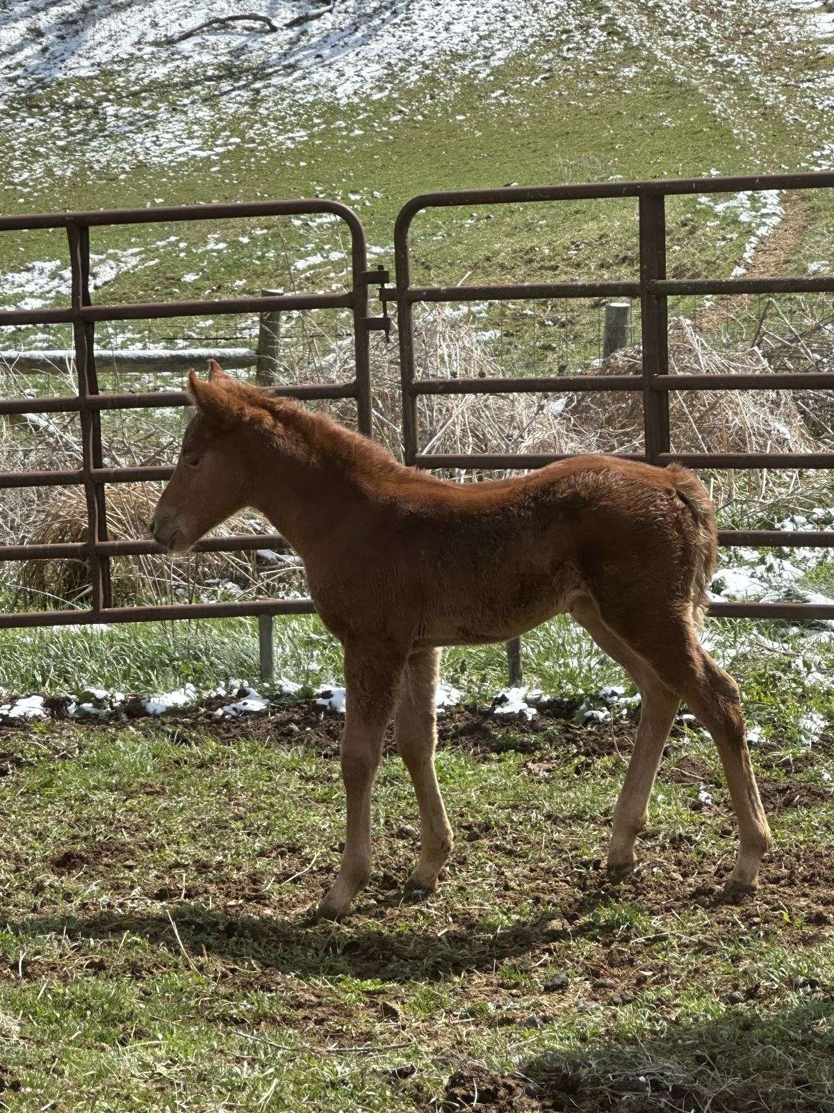 Beautiful Well Bred APHA Filly