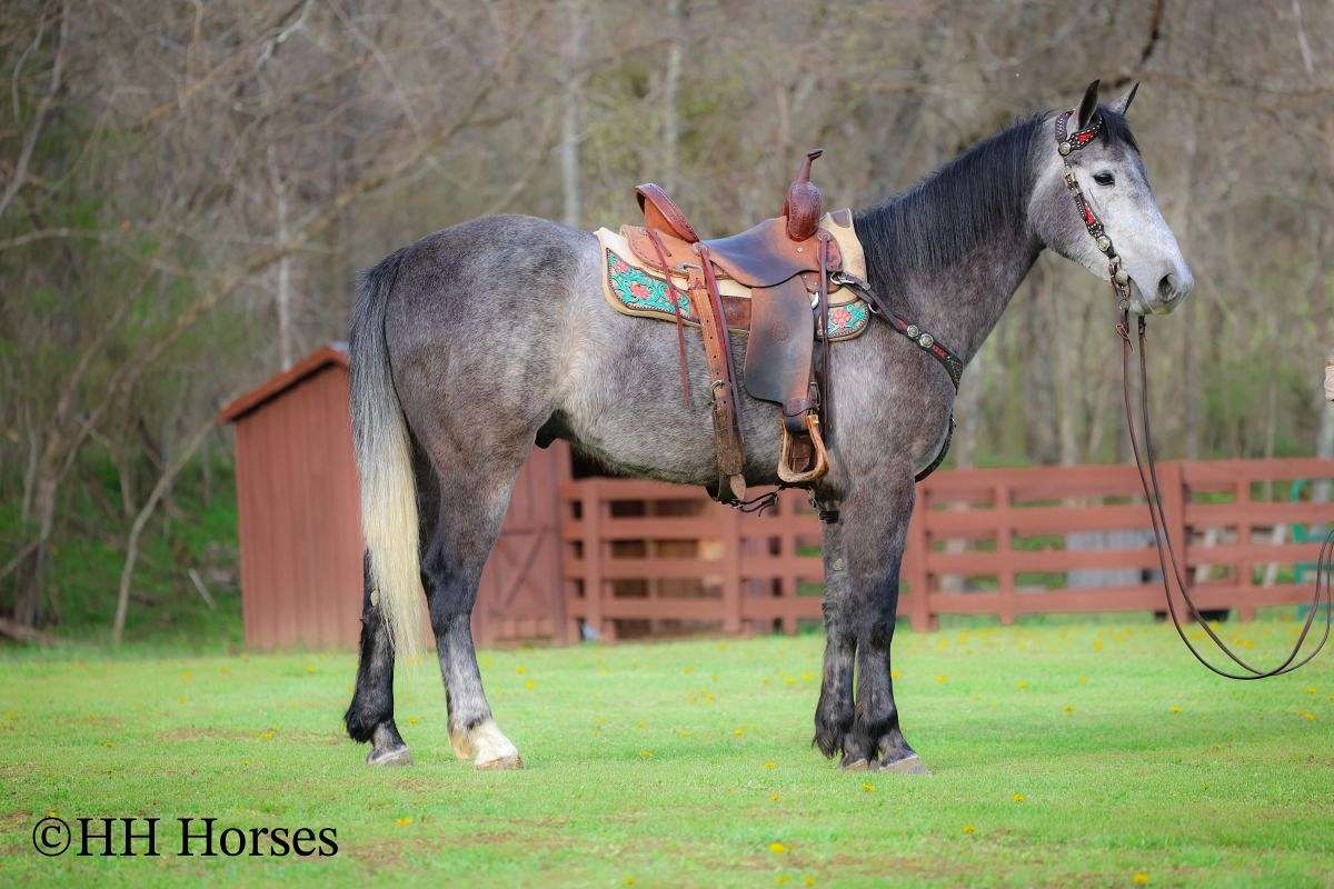 Gentle Dapple Gray Percheron Quarter Horse Cross Gelding, Quiet