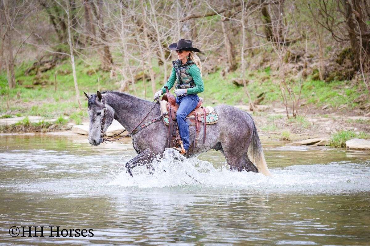 Gentle Dapple Gray Percheron Quarter Horse Cross Gelding, Quiet