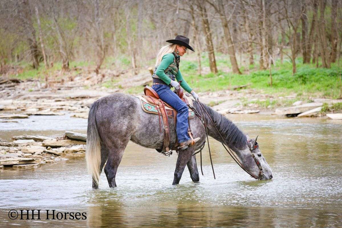 Gentle Dapple Gray Percheron Quarter Horse Cross Gelding, Quiet