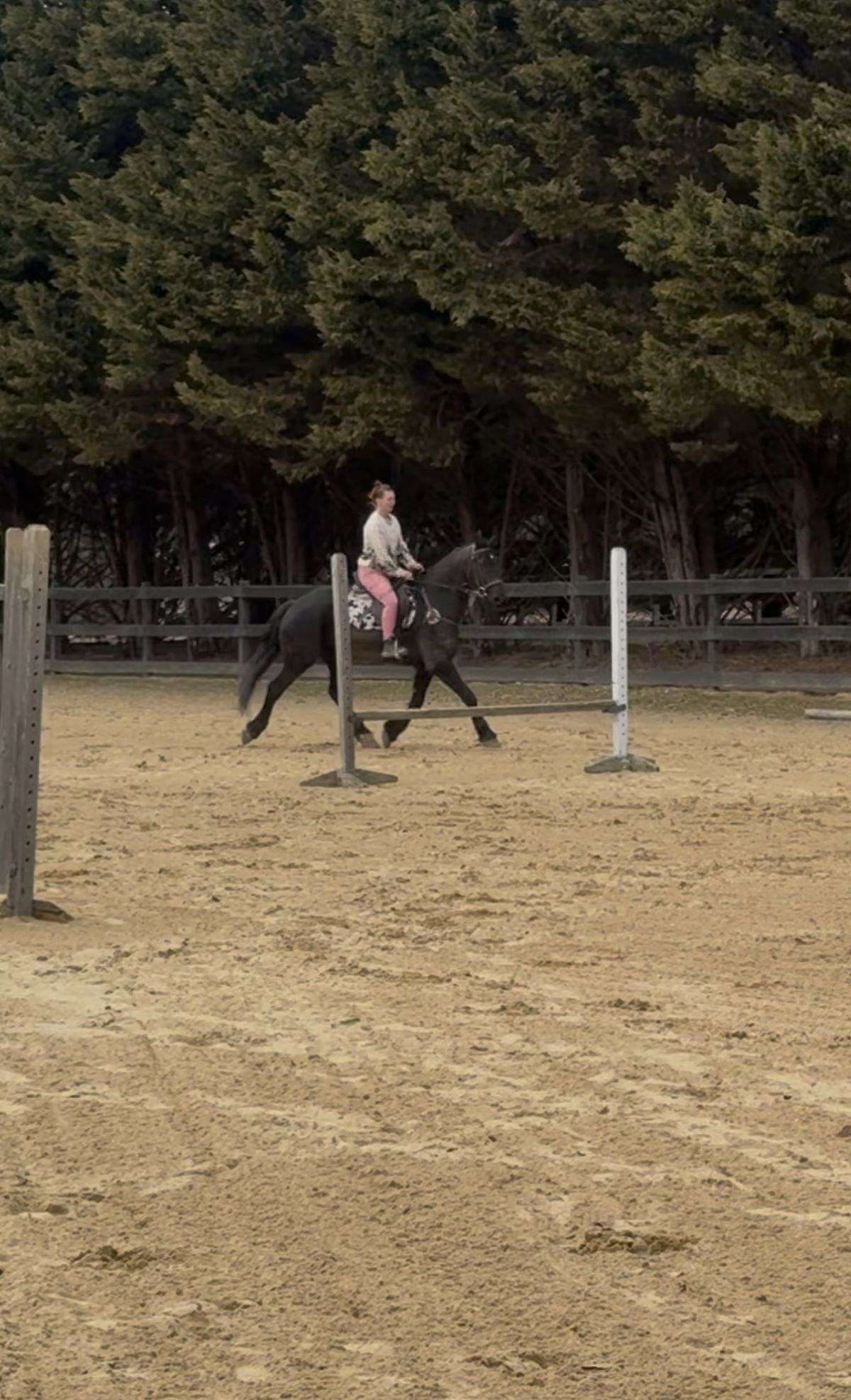 Gorgeous Friesian Cross Mare