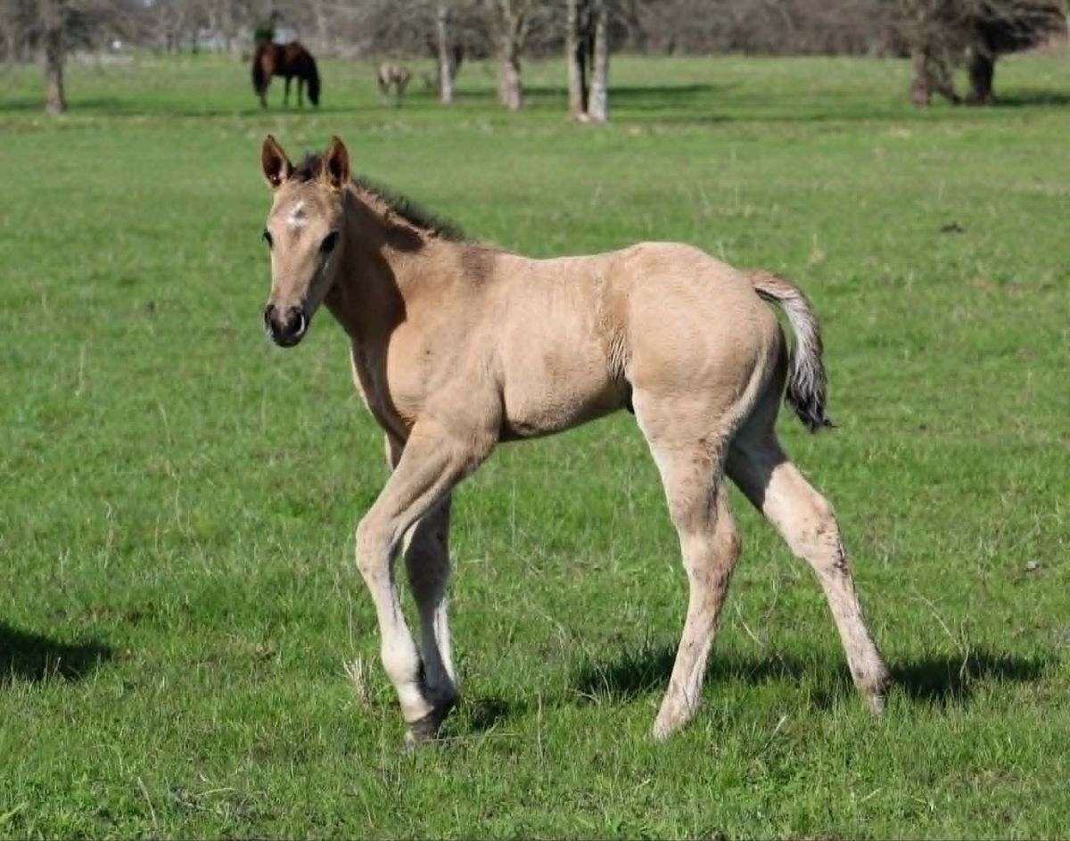 Gorgeous 2026 AQHA Grulla Colt!