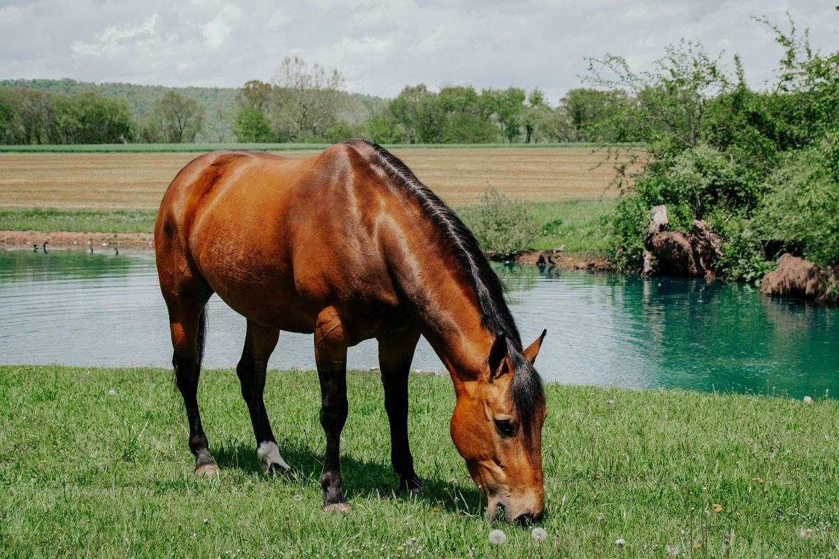 Sunshine ***Beautiful Buckskin Mare