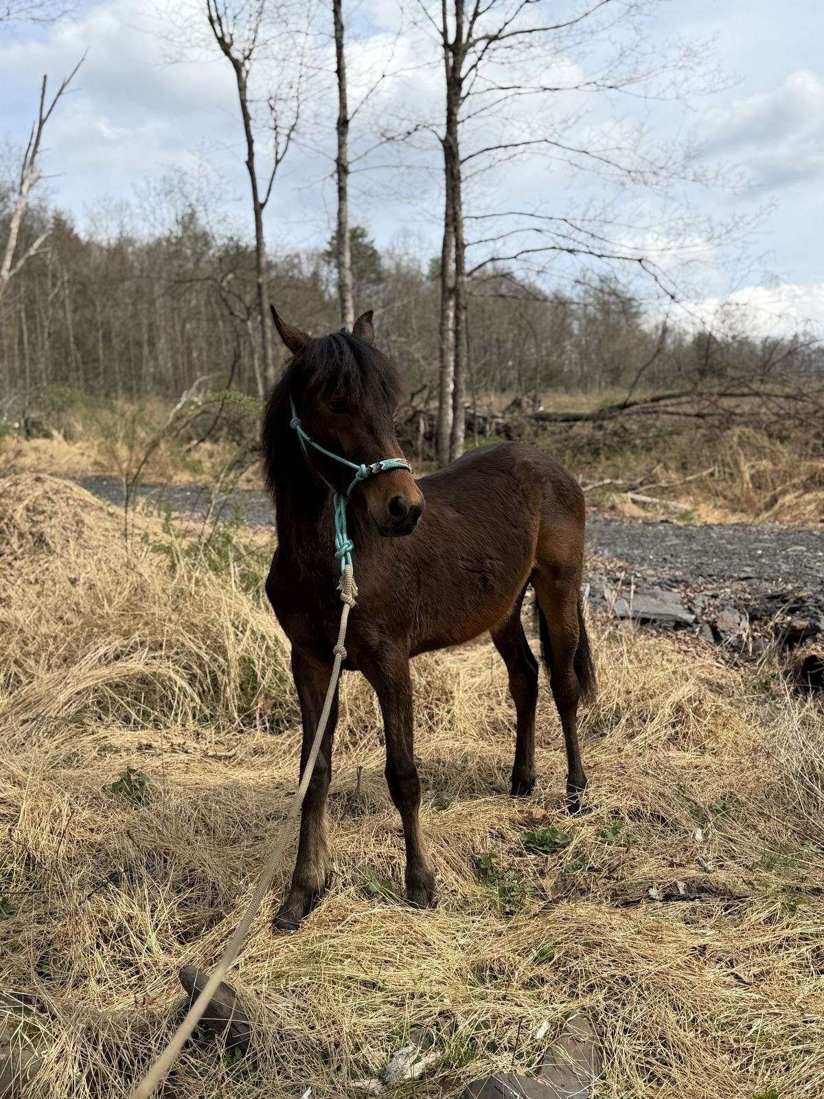 Friesian-Standardbred Cross Colt