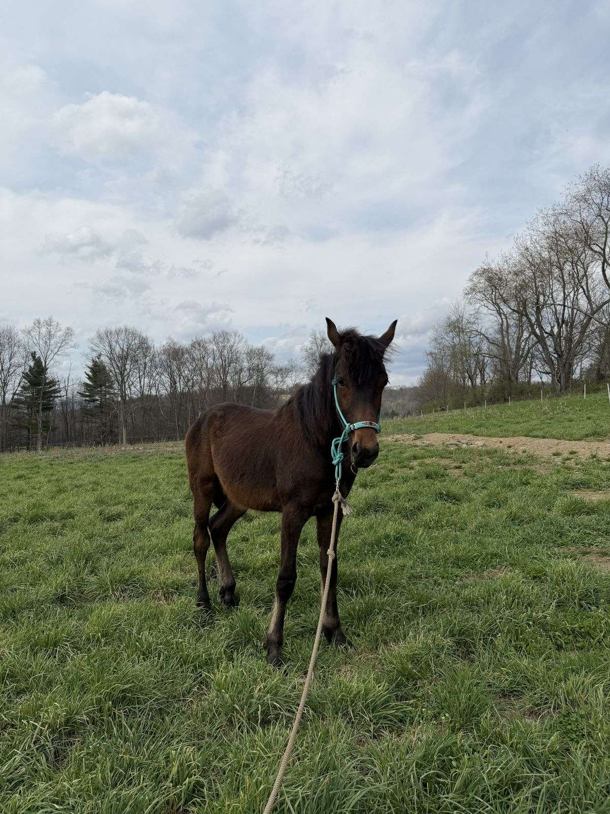 Friesian-Standardbred Cross Colt