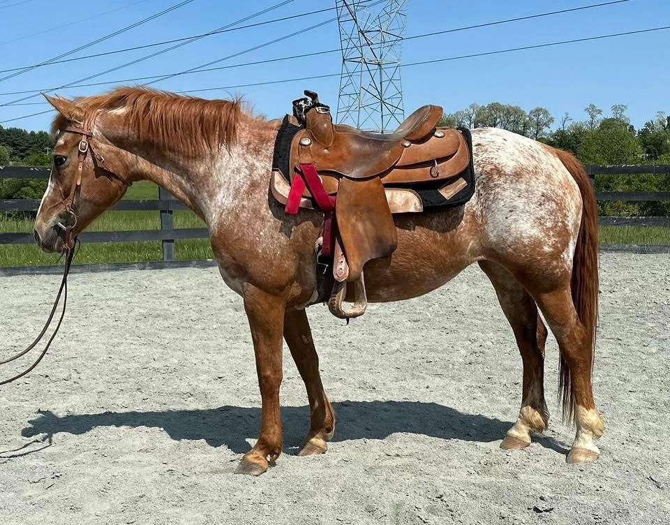 14hh Red Roan Pony Mare – Fun, Forward, Versatile