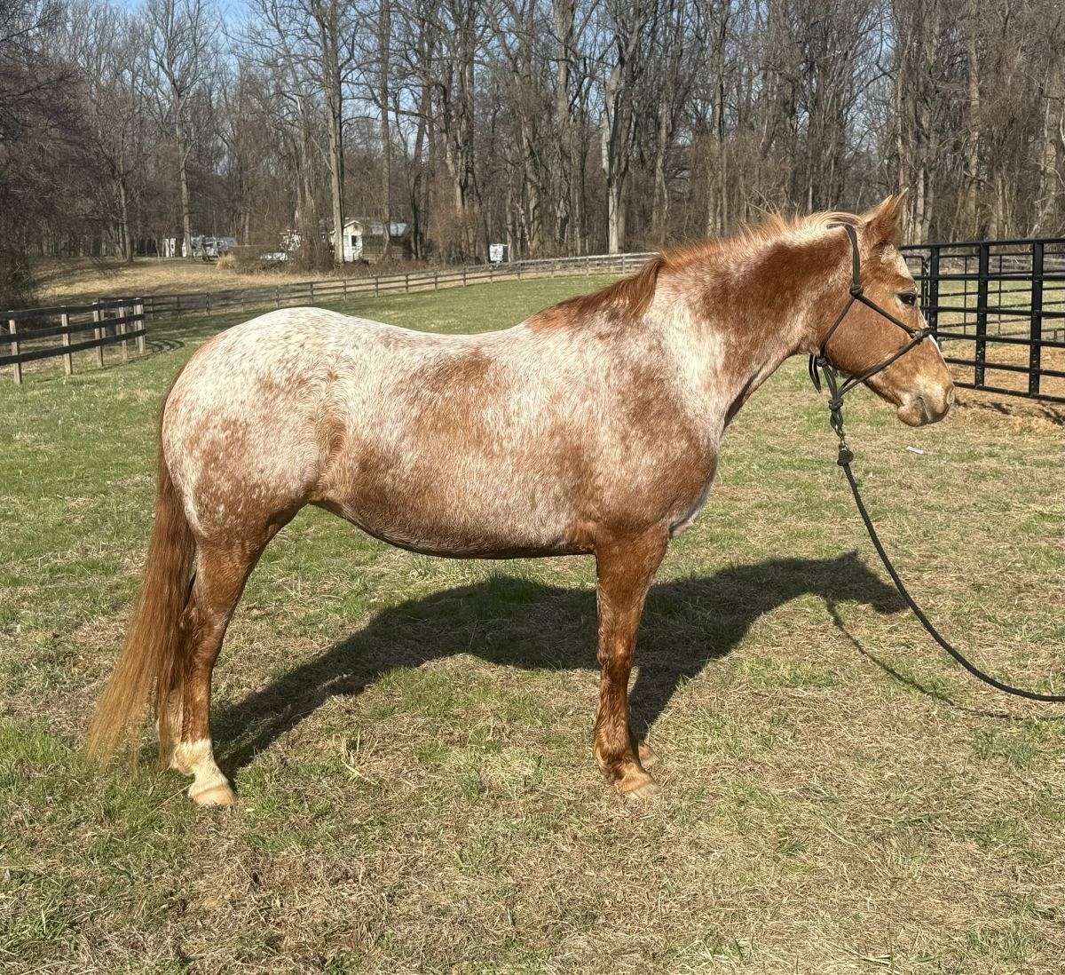 14hh Red Roan Pony Mare – Fun, Forward, Versatile
