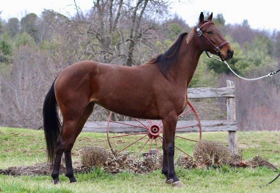 Shady Maple Bridgt - Tattooed Standardbred Racking Mare