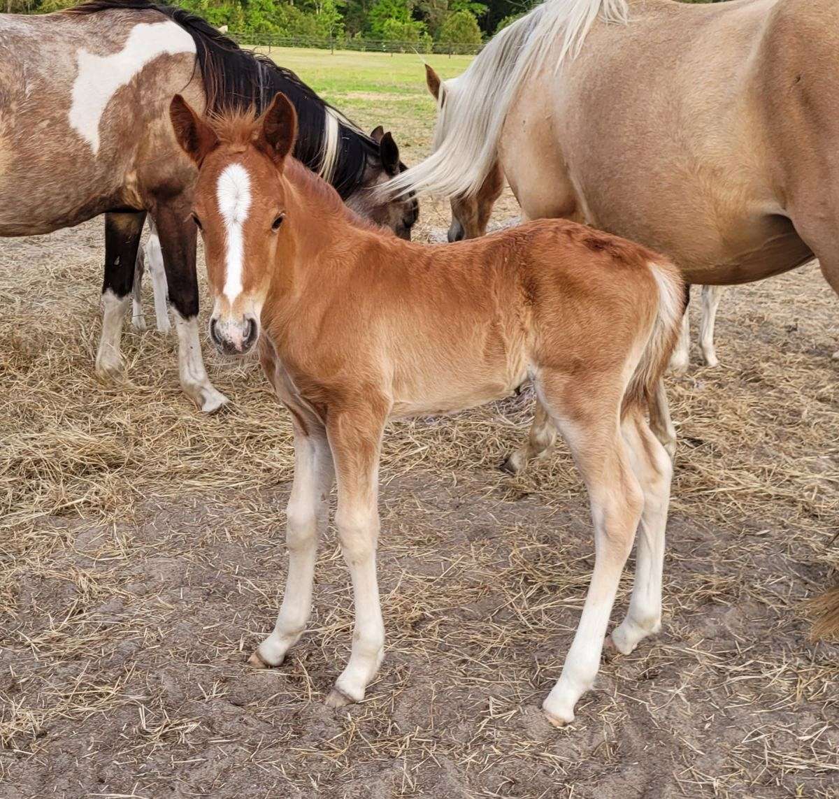 Welsh/Azteca Cross Weanling