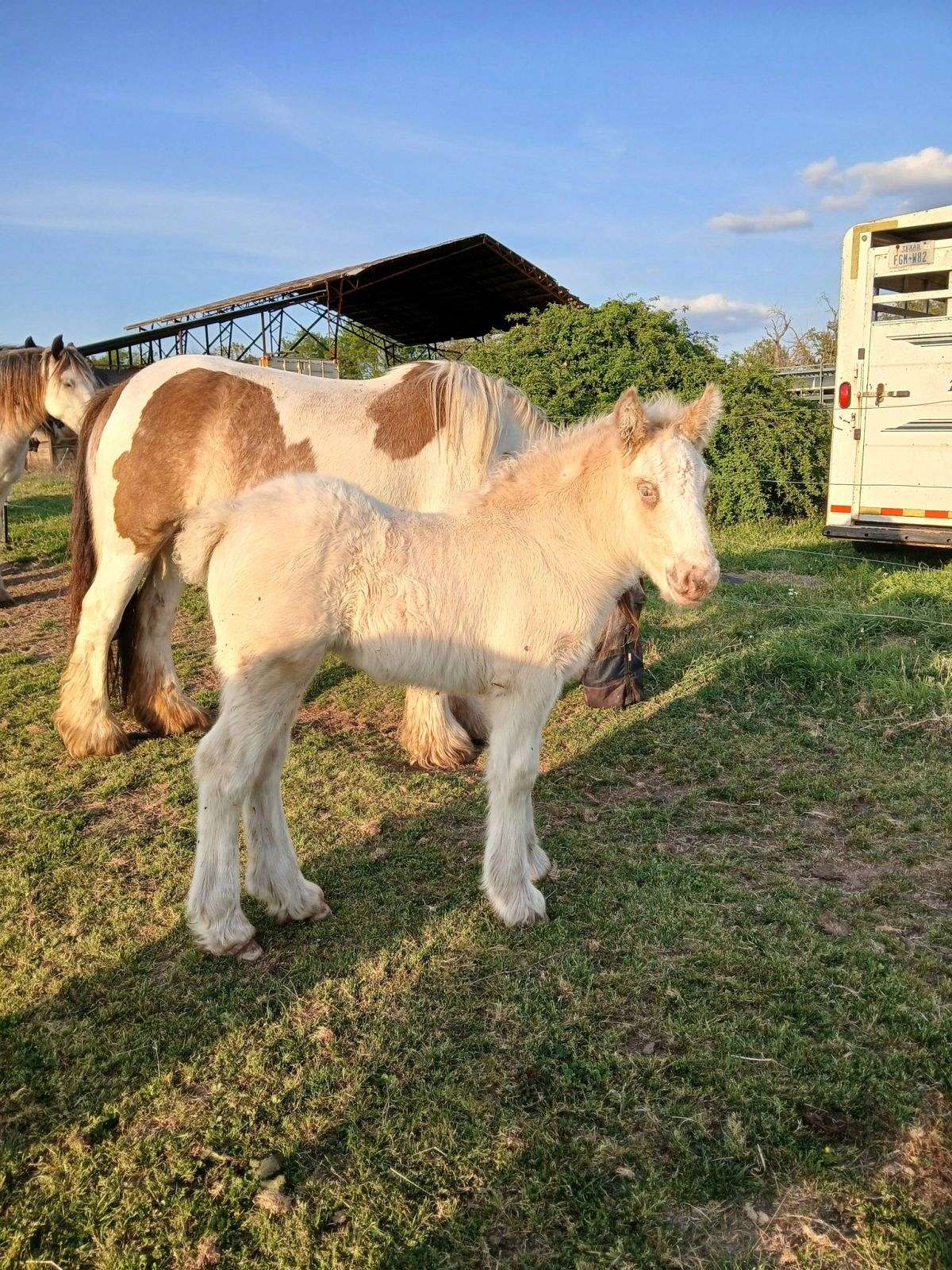 Wow! Silver Buckskin Blanket Appaloosa Gypsy Vanner Filly