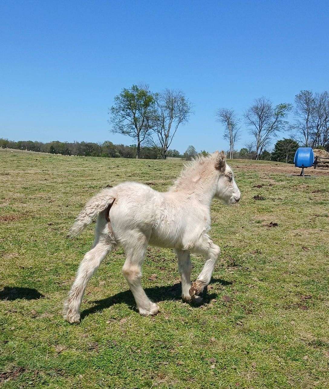 Wow! Silver Buckskin Blanket Appaloosa Gypsy Vanner Filly