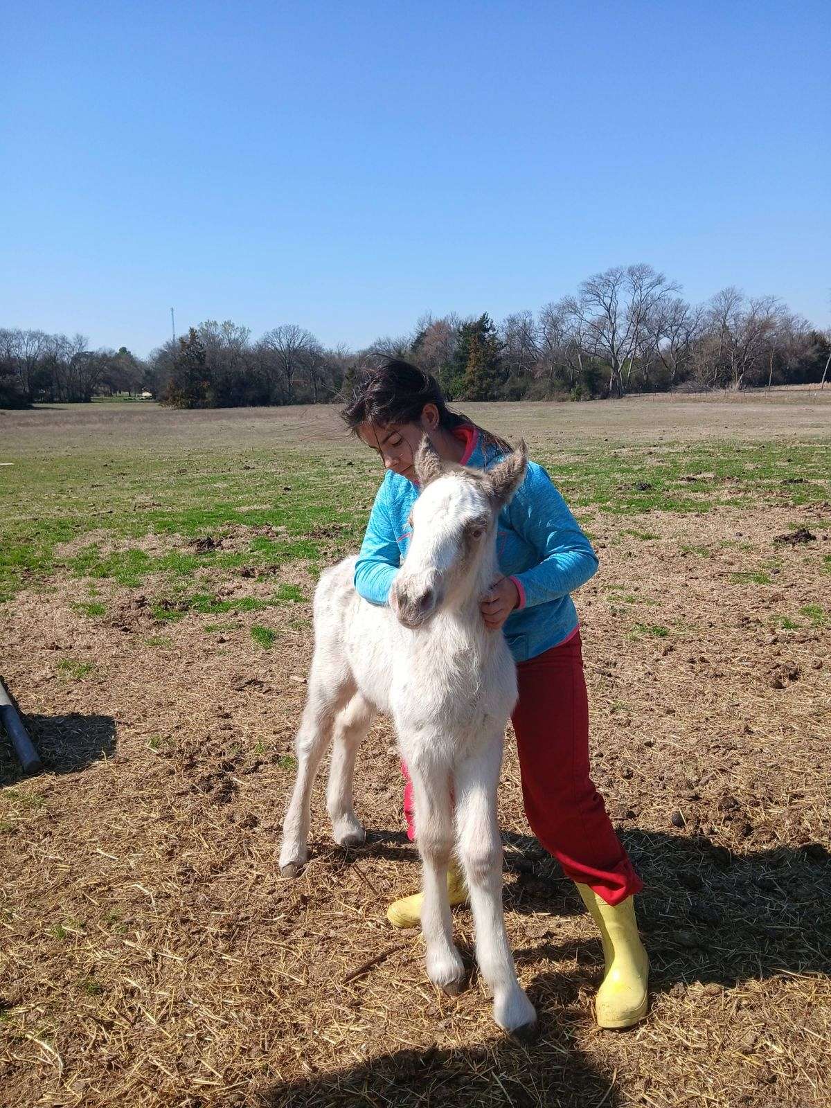 Wow! Silver Buckskin Blanket Appaloosa Gypsy Vanner Filly