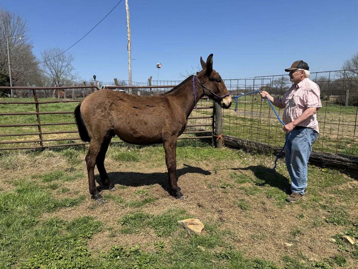 Yearling Dun Gaited Horse Mule