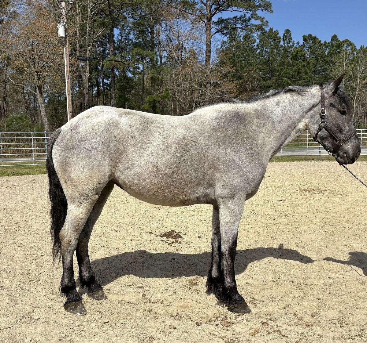 Blue Roan Draft
