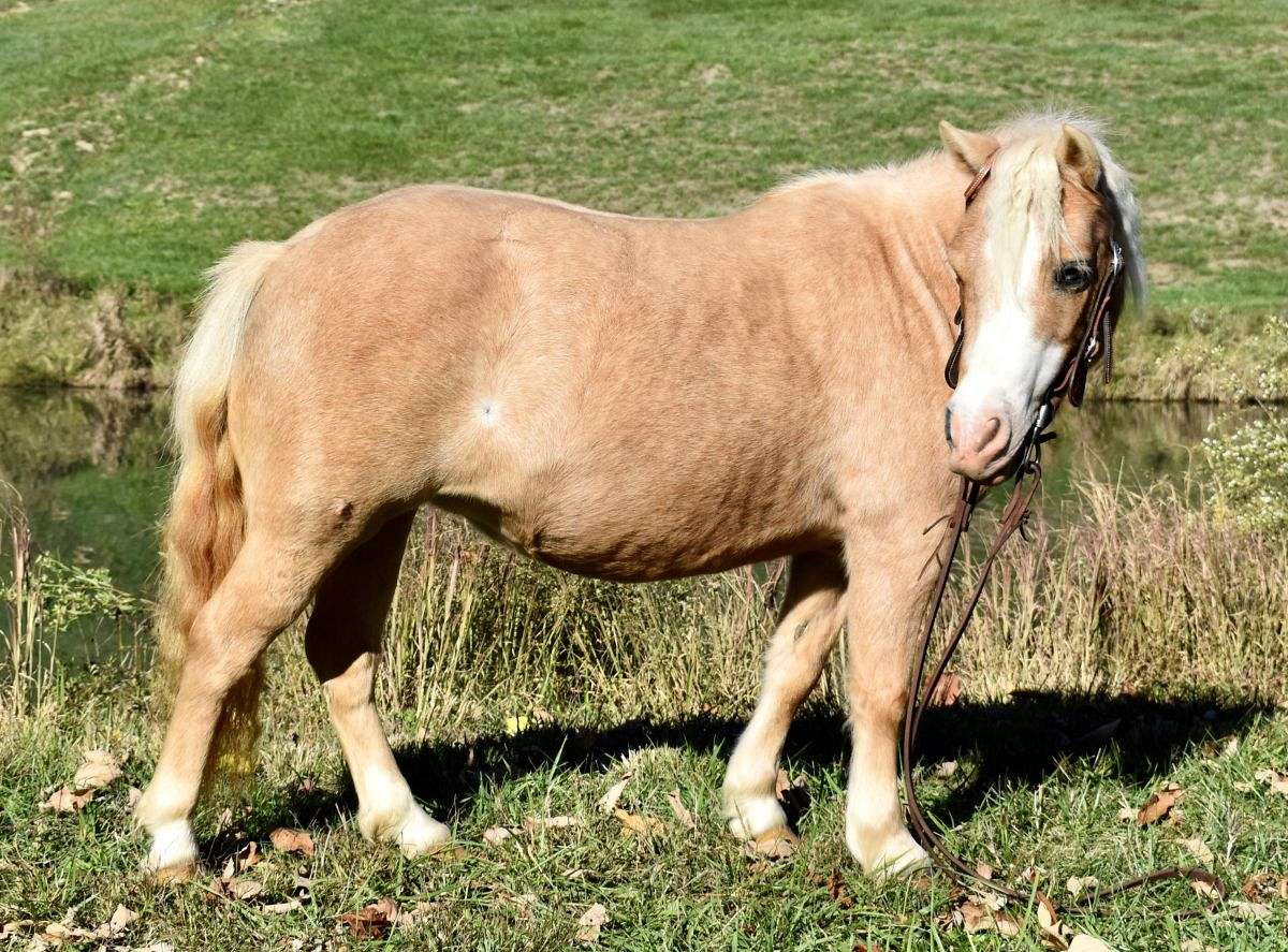 The Stunning Palomino Pony Who Rides, Drives & Dazzles