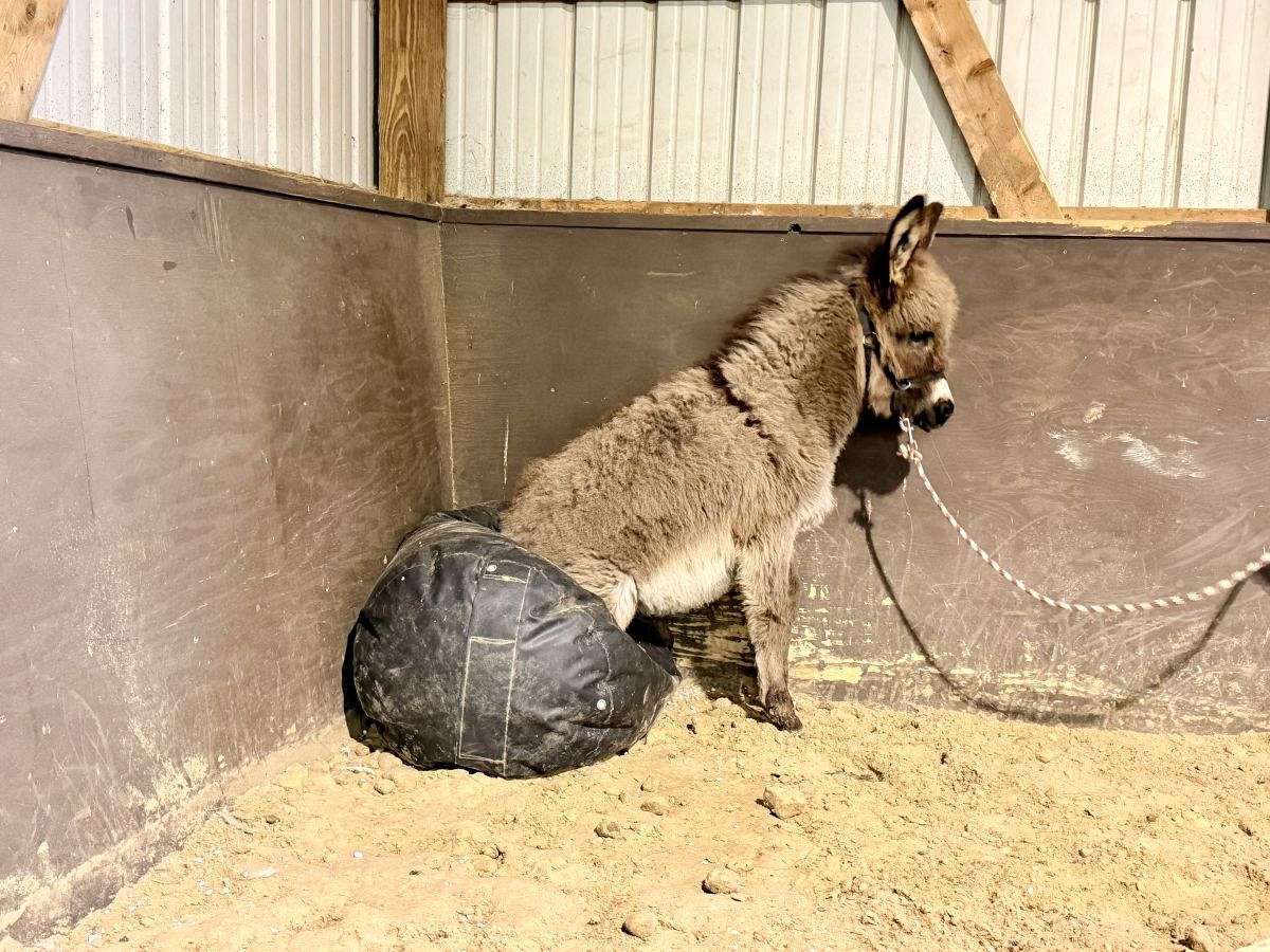 Not Just a Donkey… Family Already Halter Broke and Trick Trained!