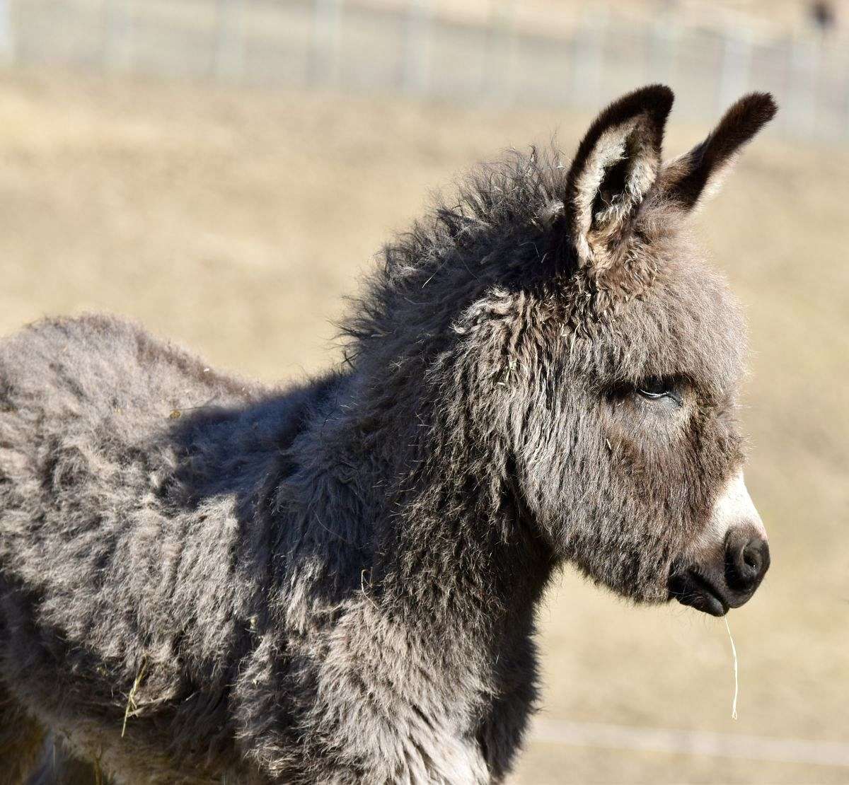 Not Just a Donkey… Family Already Halter Broke and Trick Trained!