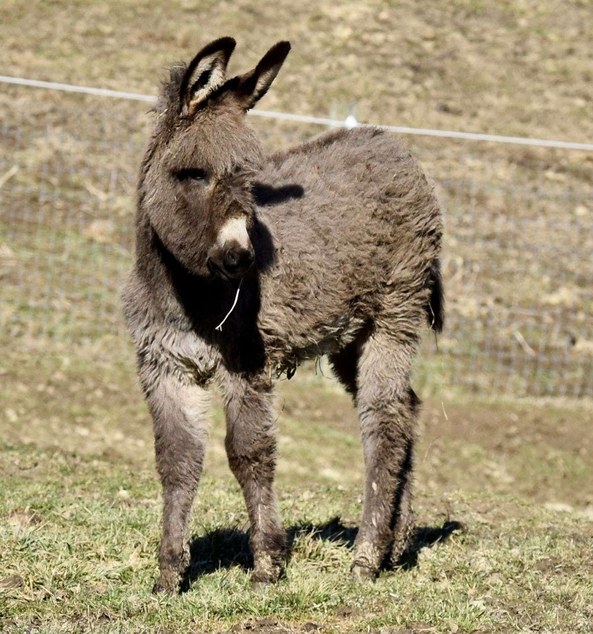 Not Just a Donkey… Family Already Halter Broke and Trick Trained!