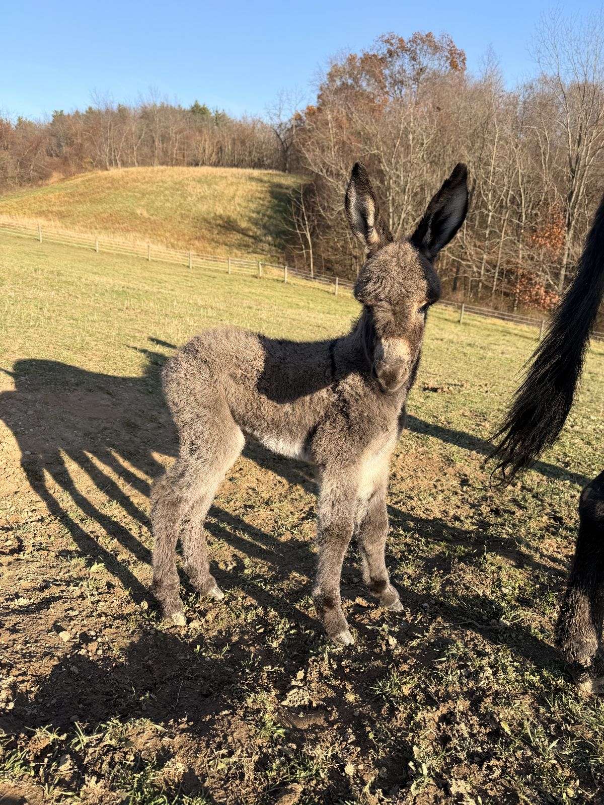Not Just a Donkey… Family Already Halter Broke and Trick Trained!