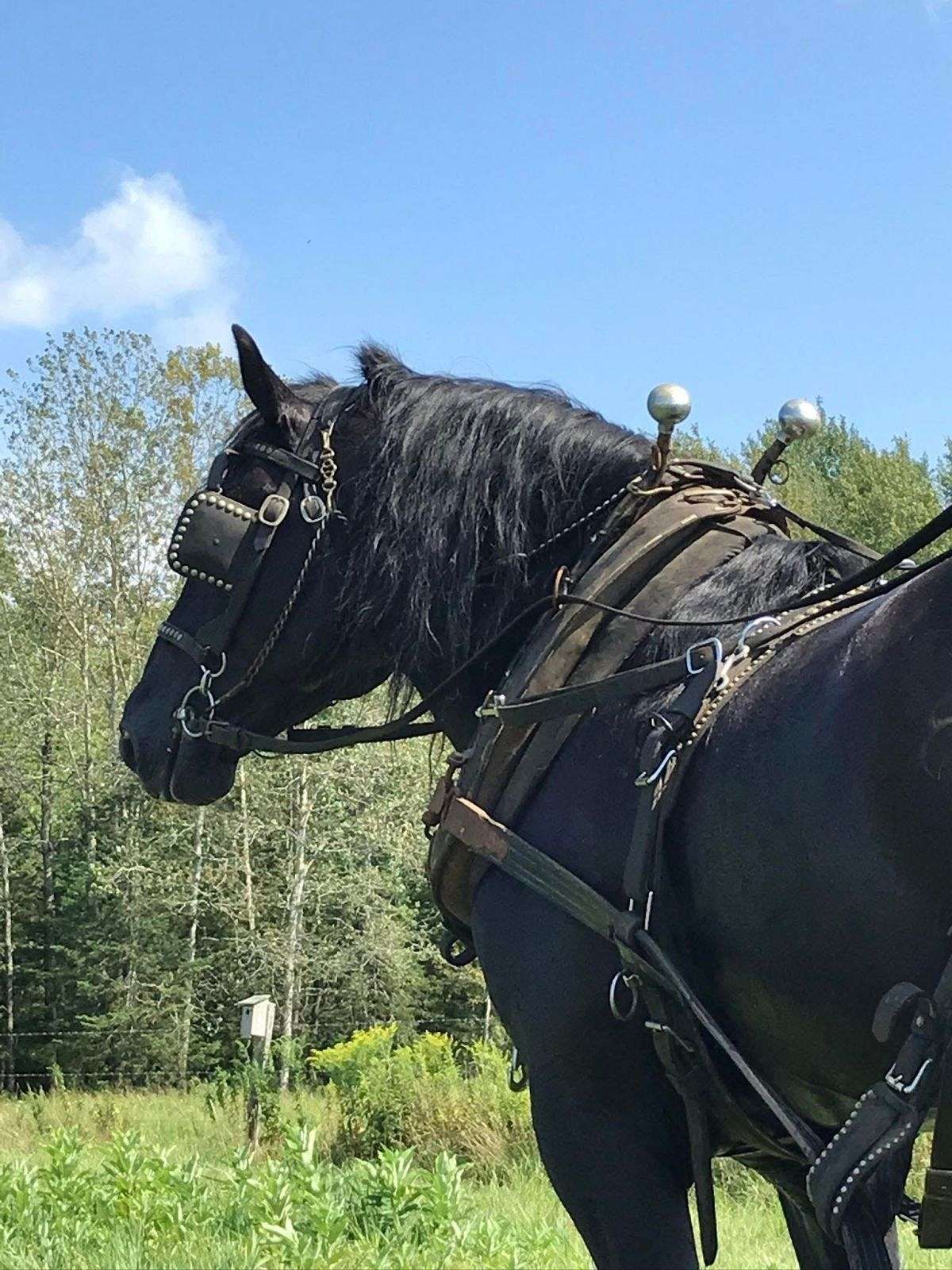 Alpine Valley Kenny- Percheron Stallion