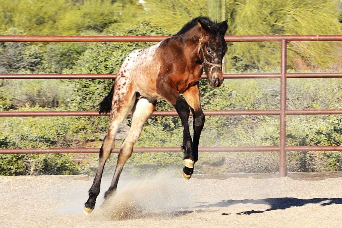 Knabstrupper Andalusian With Spots
