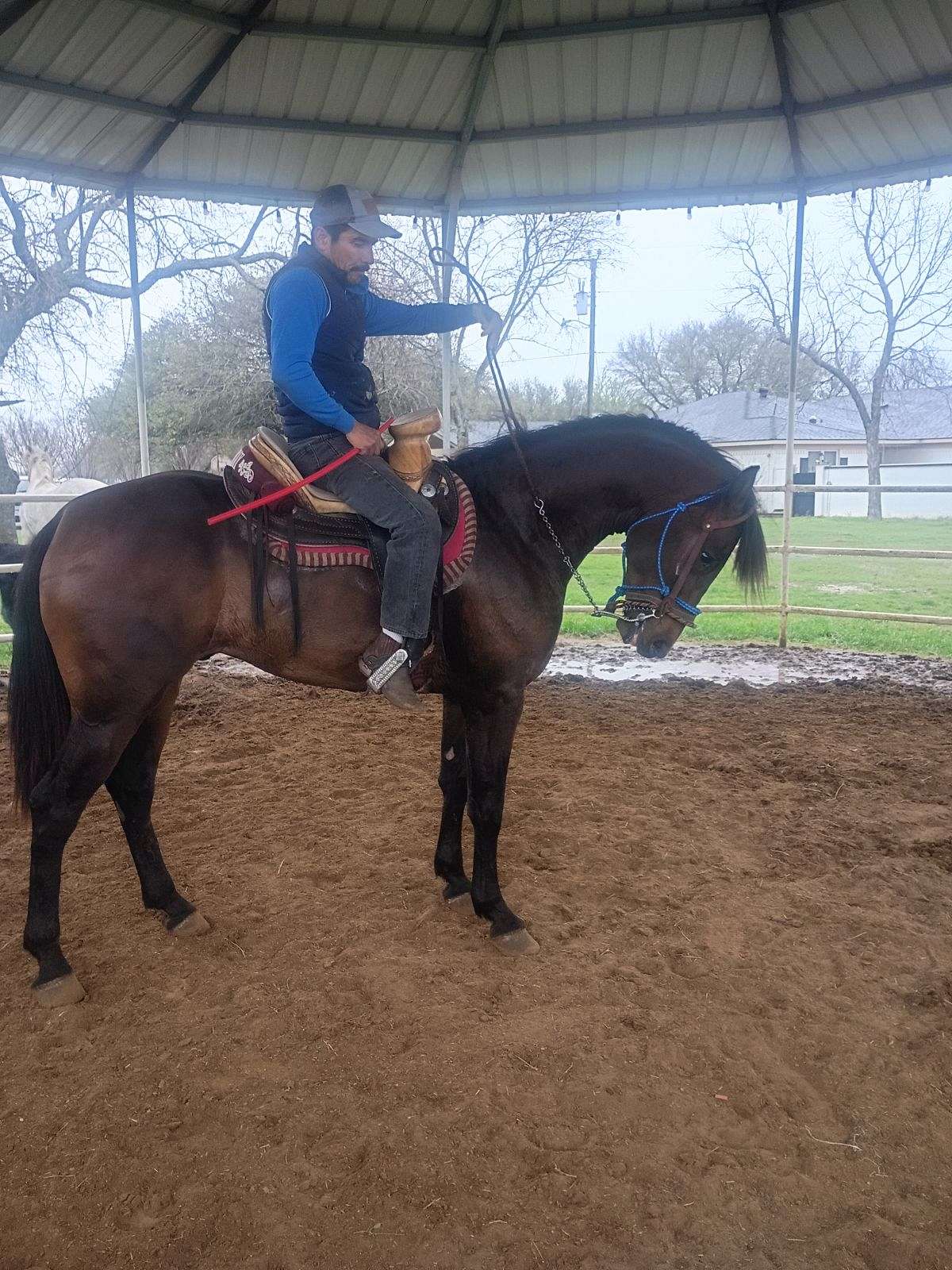 3 1/2 Azteca Stallion