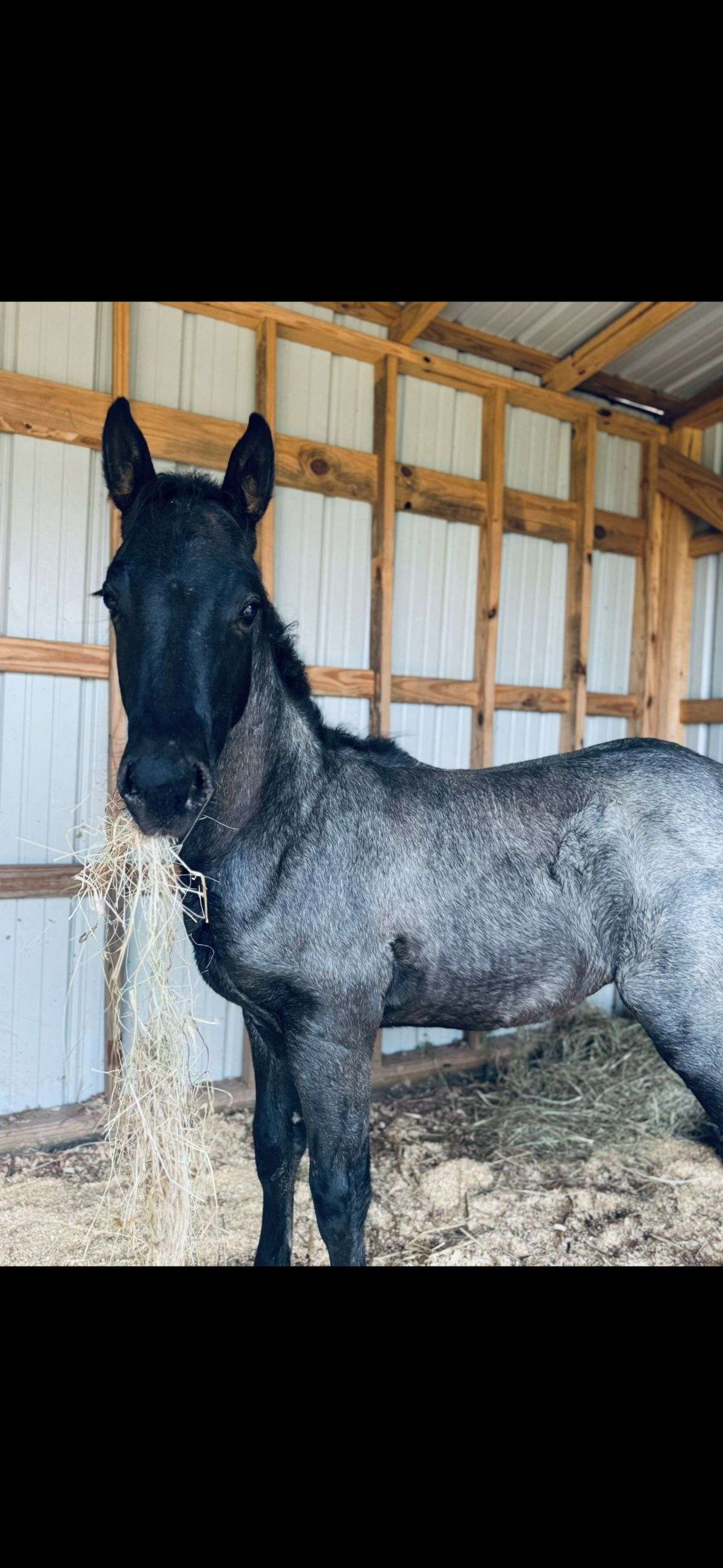 Blue Roan Quarter Horse Colt