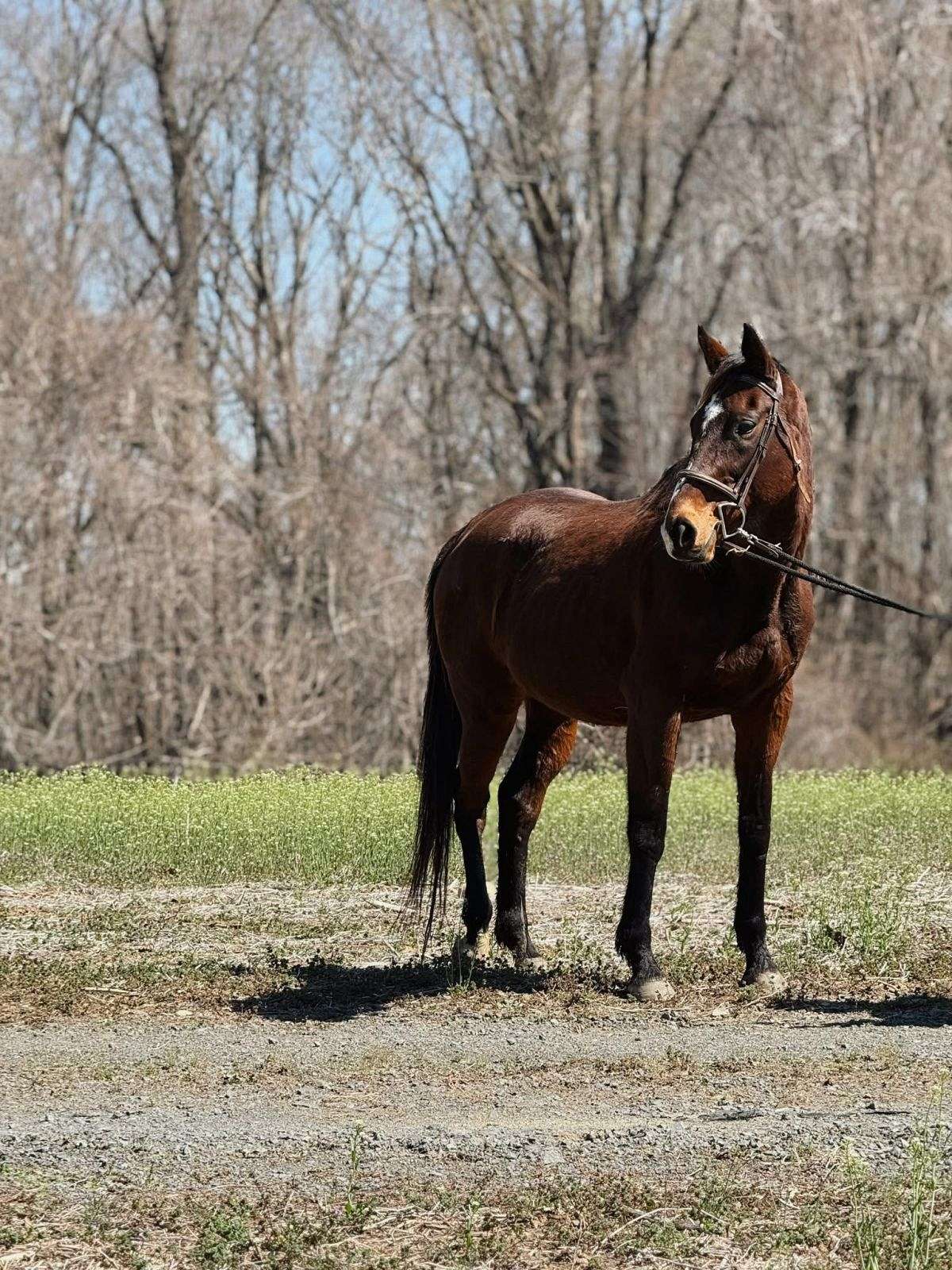 Beautiful OTTB Mare