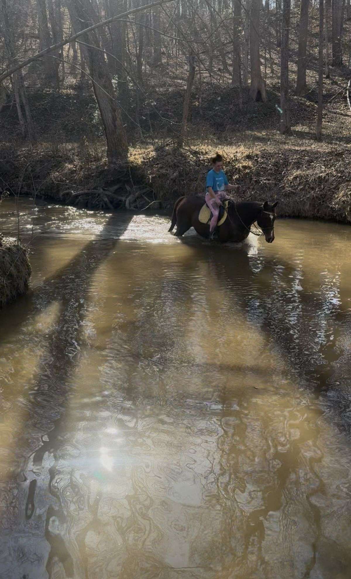 Beautiful OTTB Mare