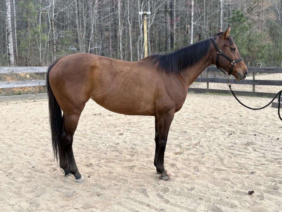 OTTB Barrel Mare