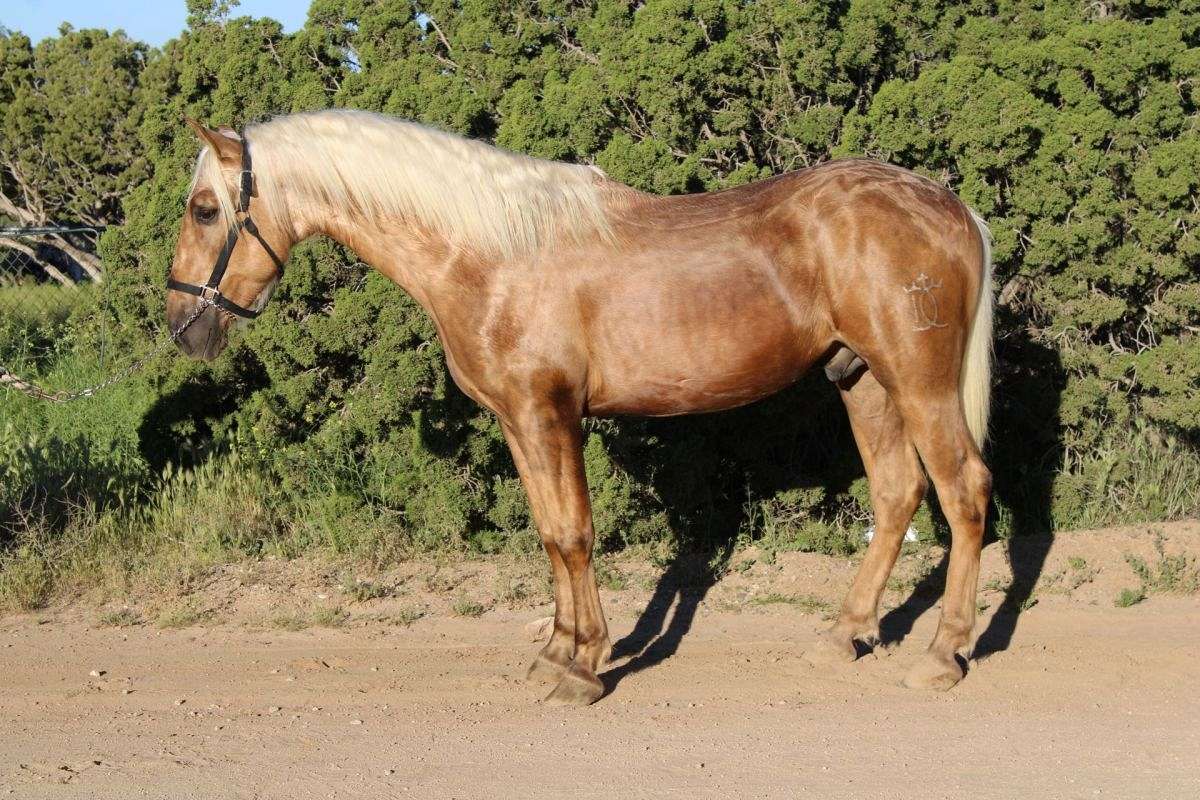 2023 Palomino Andalusian Stallion, High-Potential Young Dressage Prospect