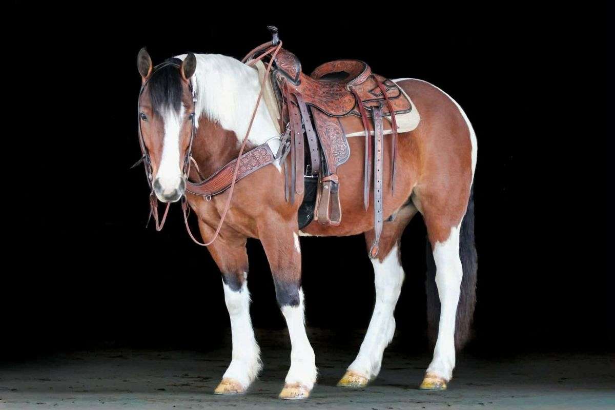 Benji - Fantastic All Around Horse 5 yo Tri Color Tobiano Crossbred Gelding
