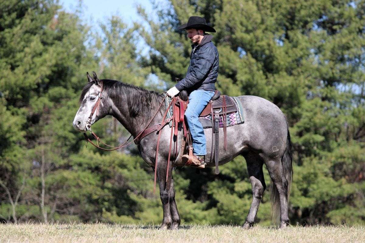 Jazz - Brilliant Ranch & Trail Horse 7 Yr Old Grey AQHA Gelding!