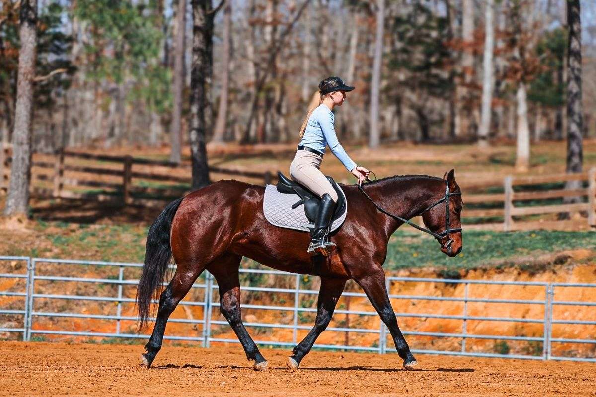 Payday - Safe, Solid, & Absolutely Special 5 Yr Old Bay AQHA Gelding.