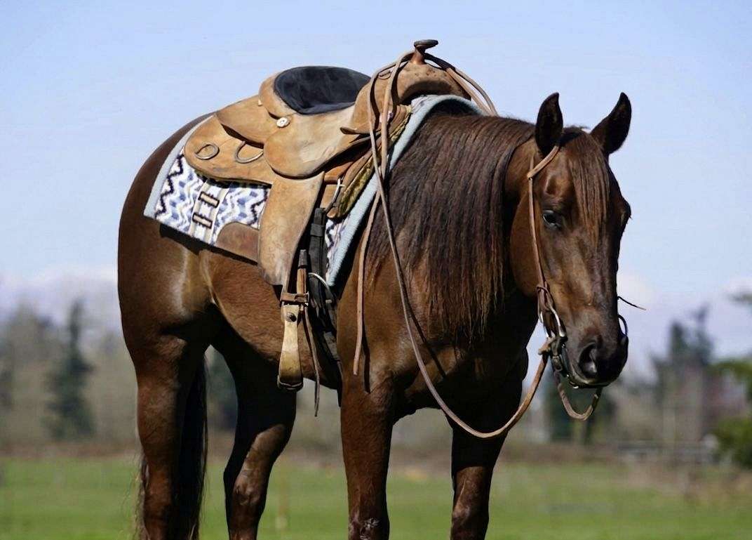 Super Cute Athletic Mare