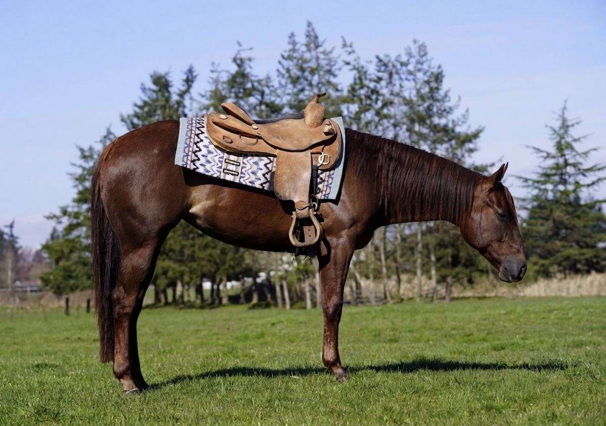 Super Cute Athletic Mare