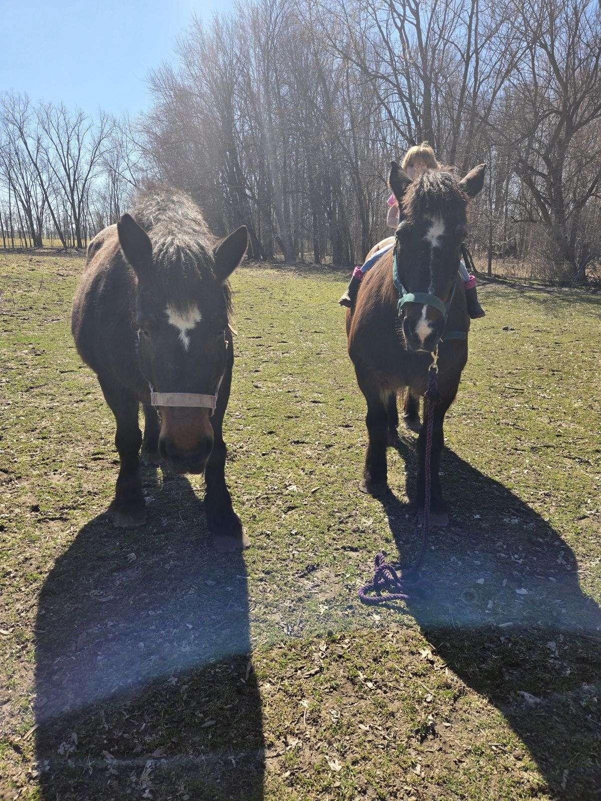 Two Percheron Crosses