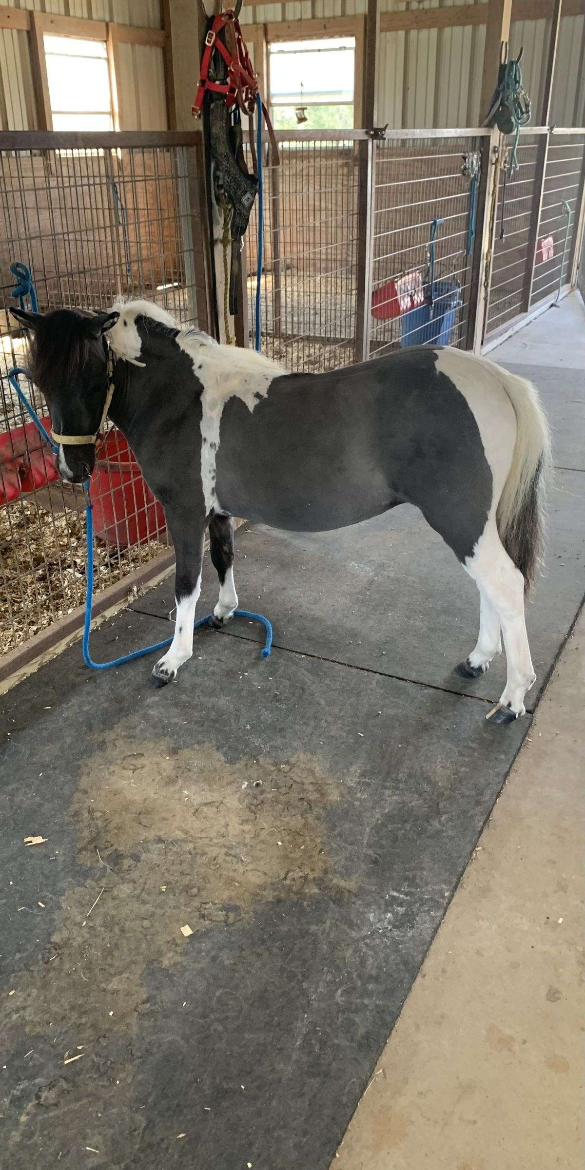 Sold Gorgeous Miniature Filly