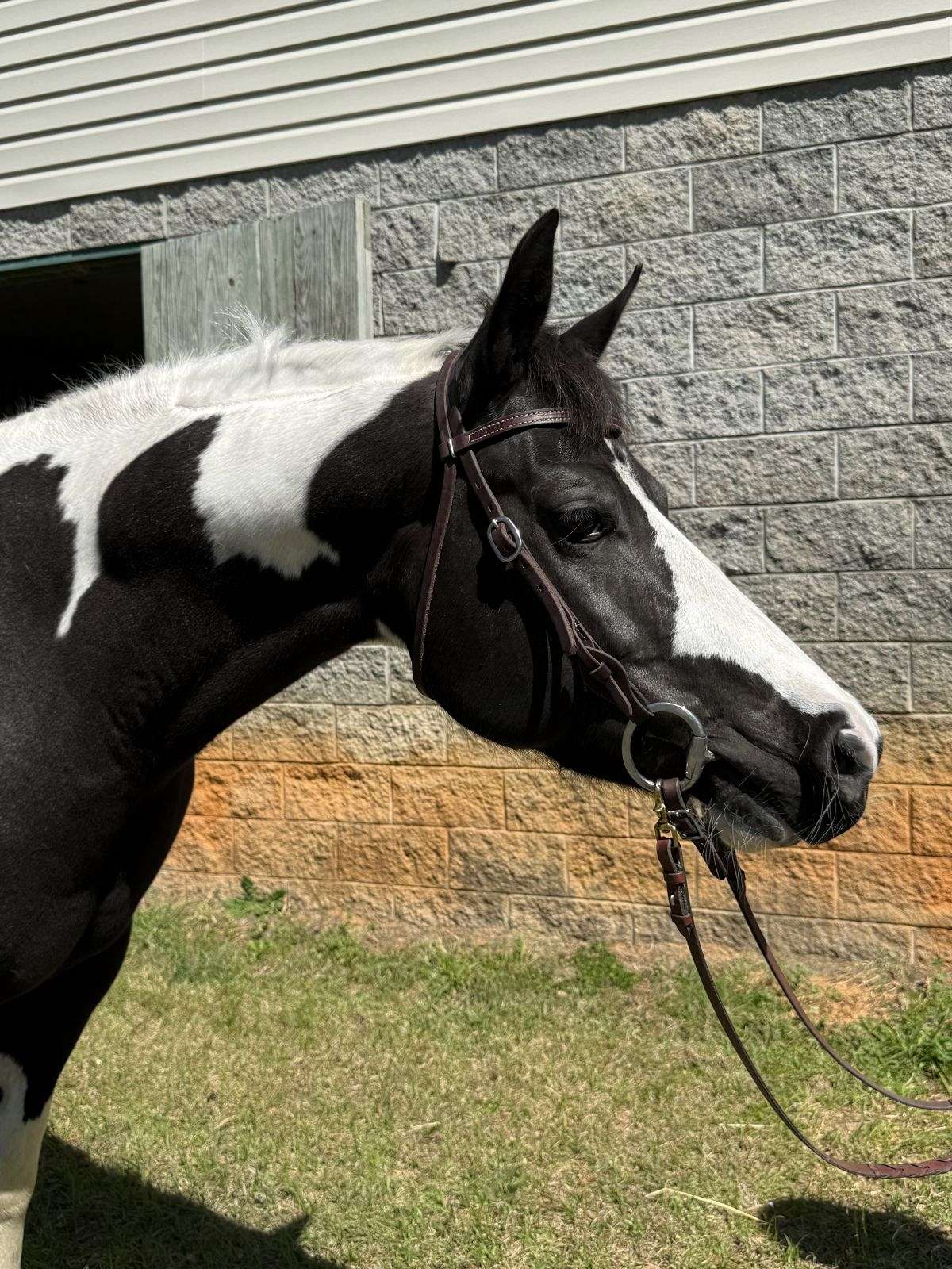 10 Y/O, 15.2hh Registered APHA/PTHA Mare- Safe, Versatile, and Willing